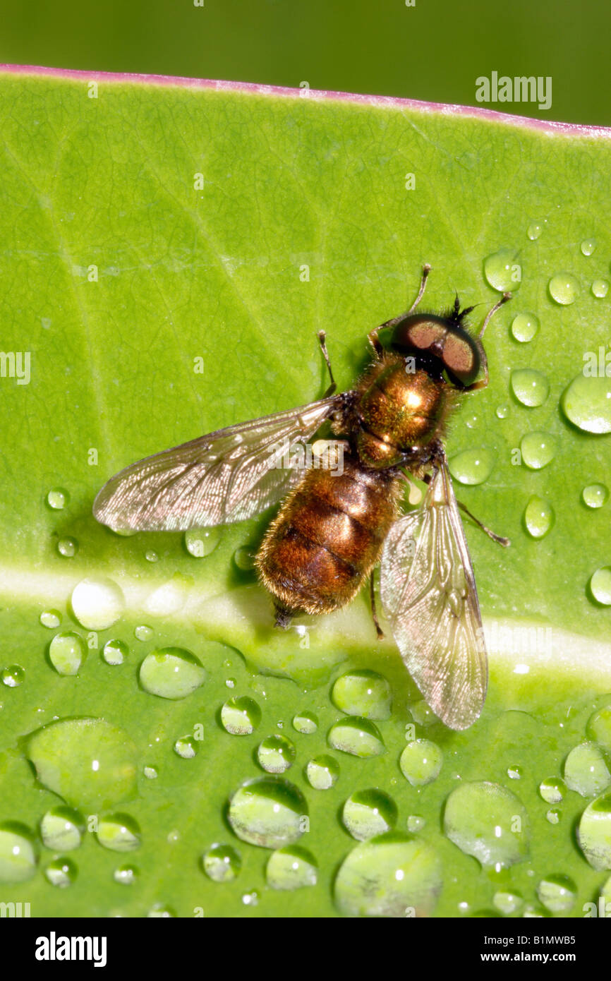 Broad centurion soldier fly Chloromyia formosa Stratiomyidae male UK ...