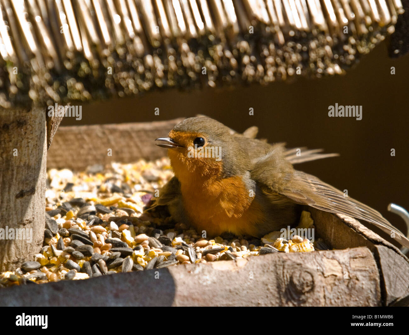 Robin bird table hi-res stock photography and images - Alamy