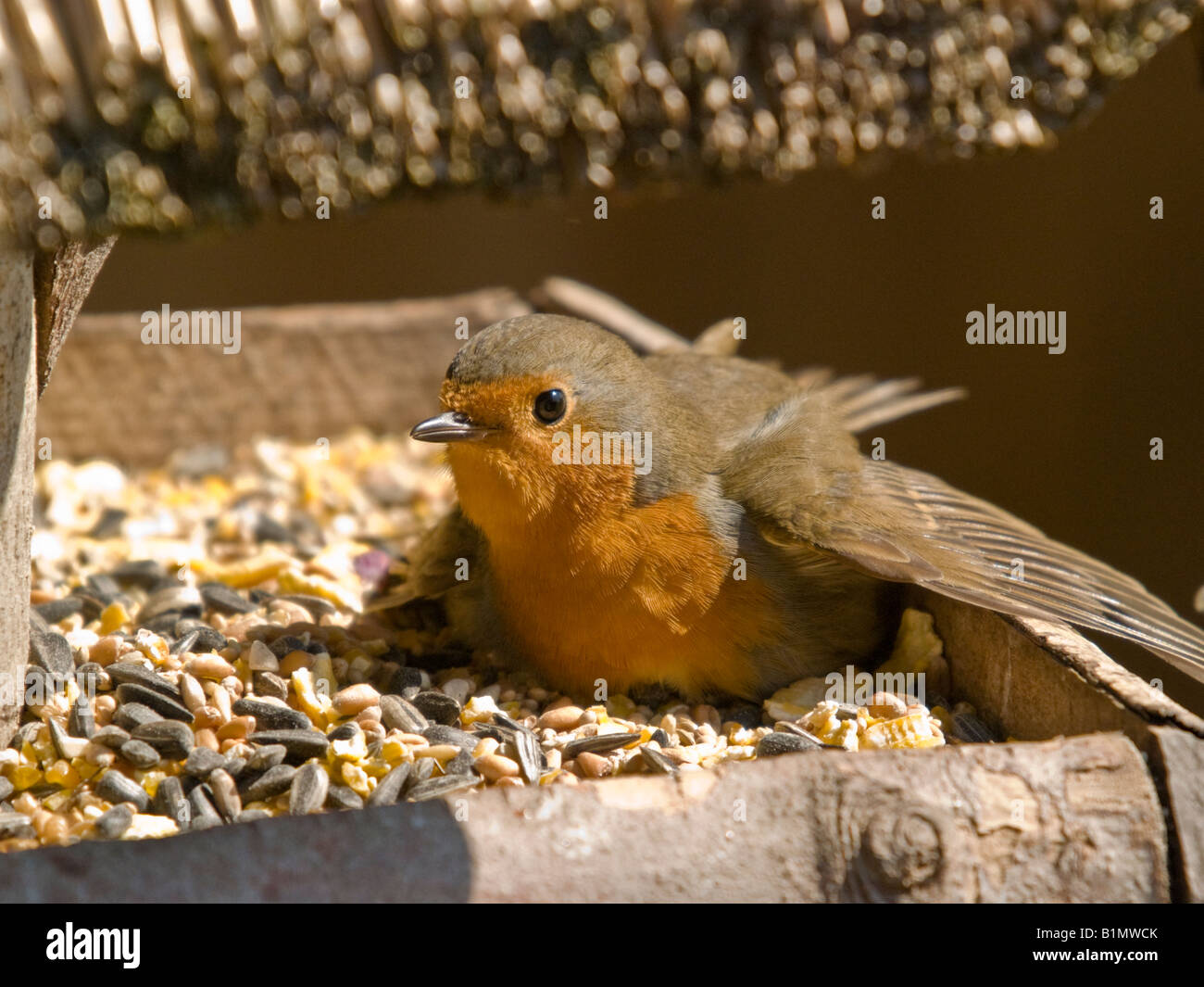 Robin garden bird seed hi-res stock photography and images - Alamy