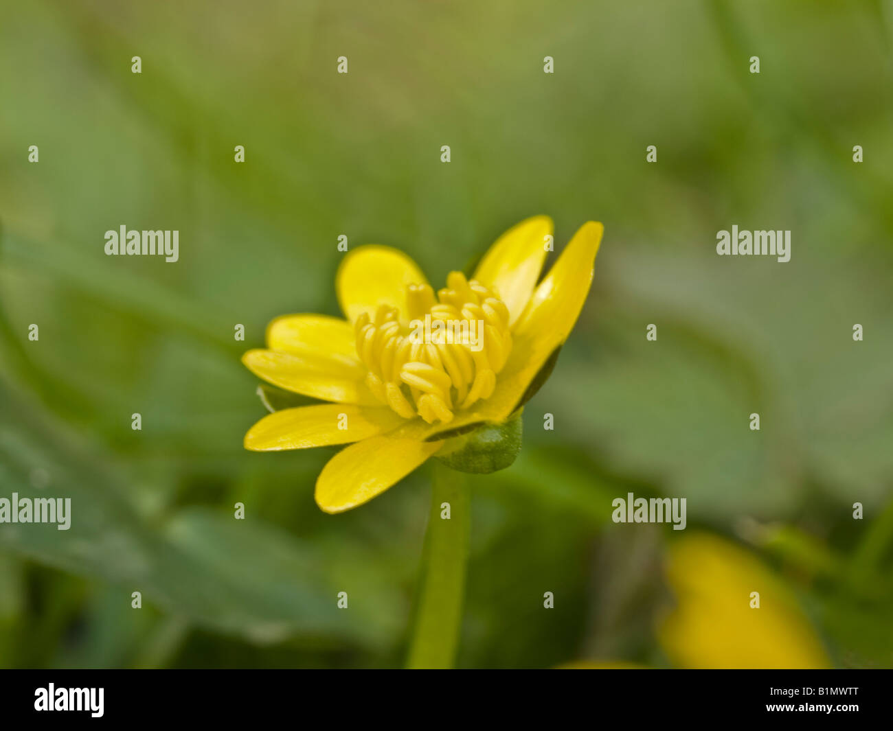 Lesser Celandine Ranunculus ficaria (Ranunculaceae Stock Photo - Alamy