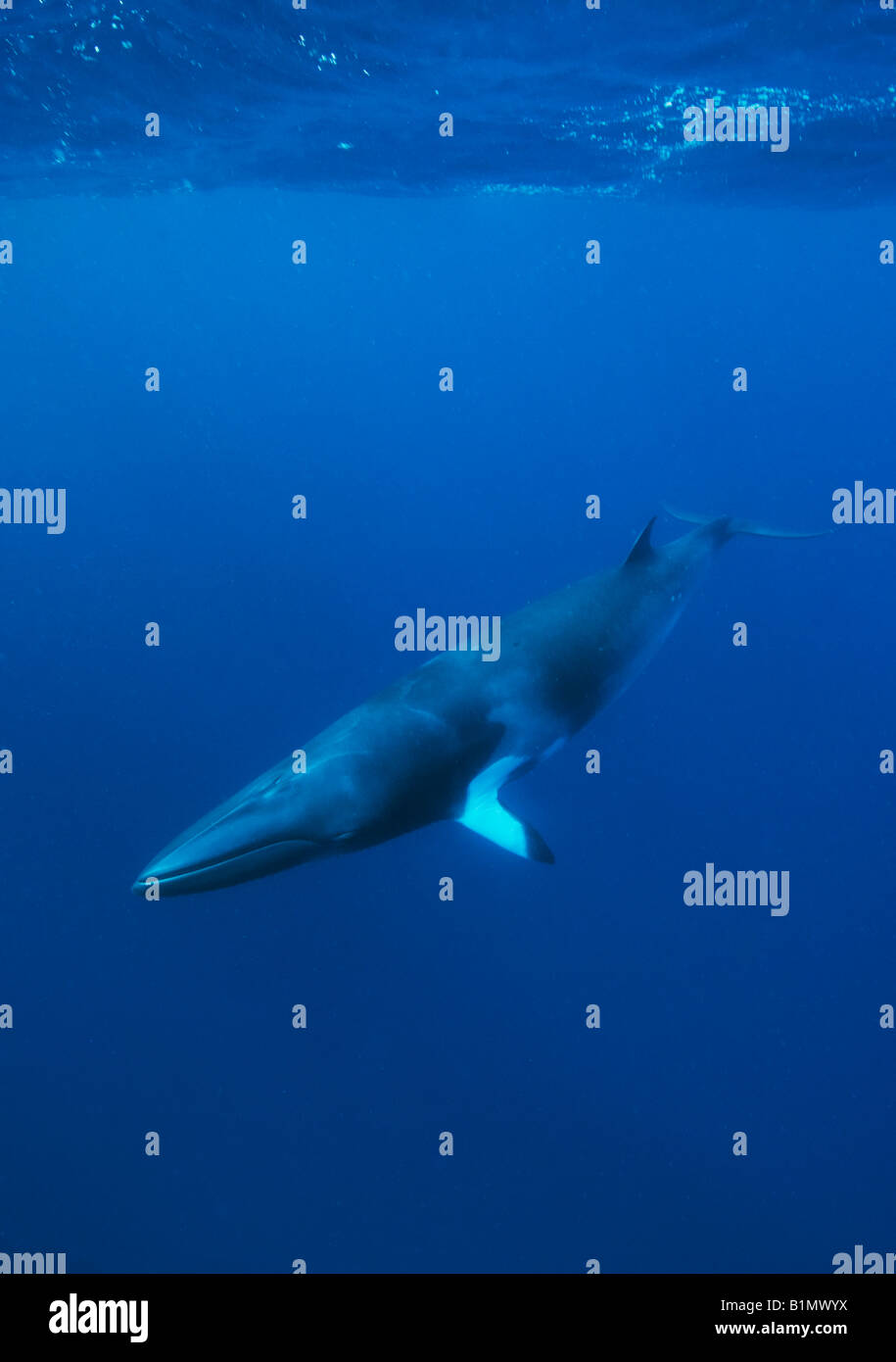Dwarf Minke Whale (Balaenoptera acutorostrata ssp.) Great Barrier Reef ...