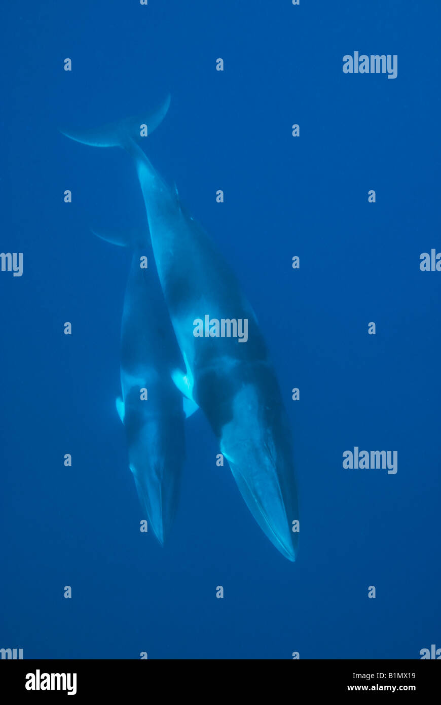Dwarf Minke Whale (Balaenoptera acutorostrata ssp.) Great Barrier Reef ...