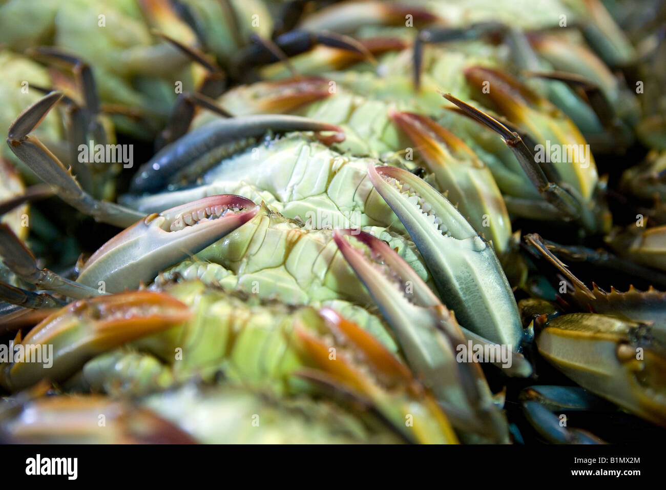 Softshell blue crabs hi-res stock photography and images - Alamy