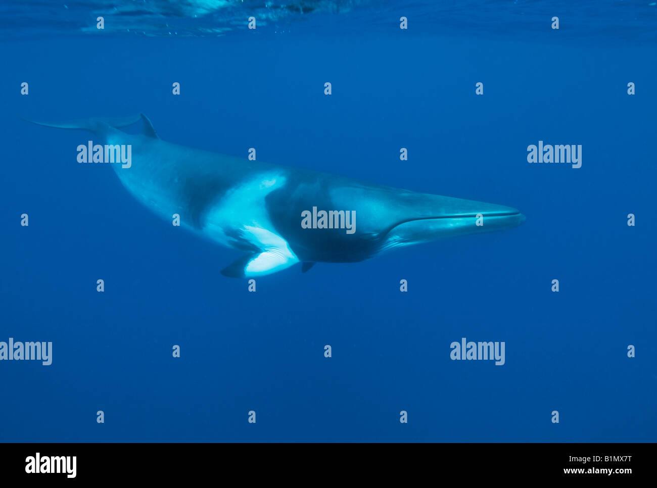 Dwarf minke whale barrier reef hi-res stock photography and images - Alamy