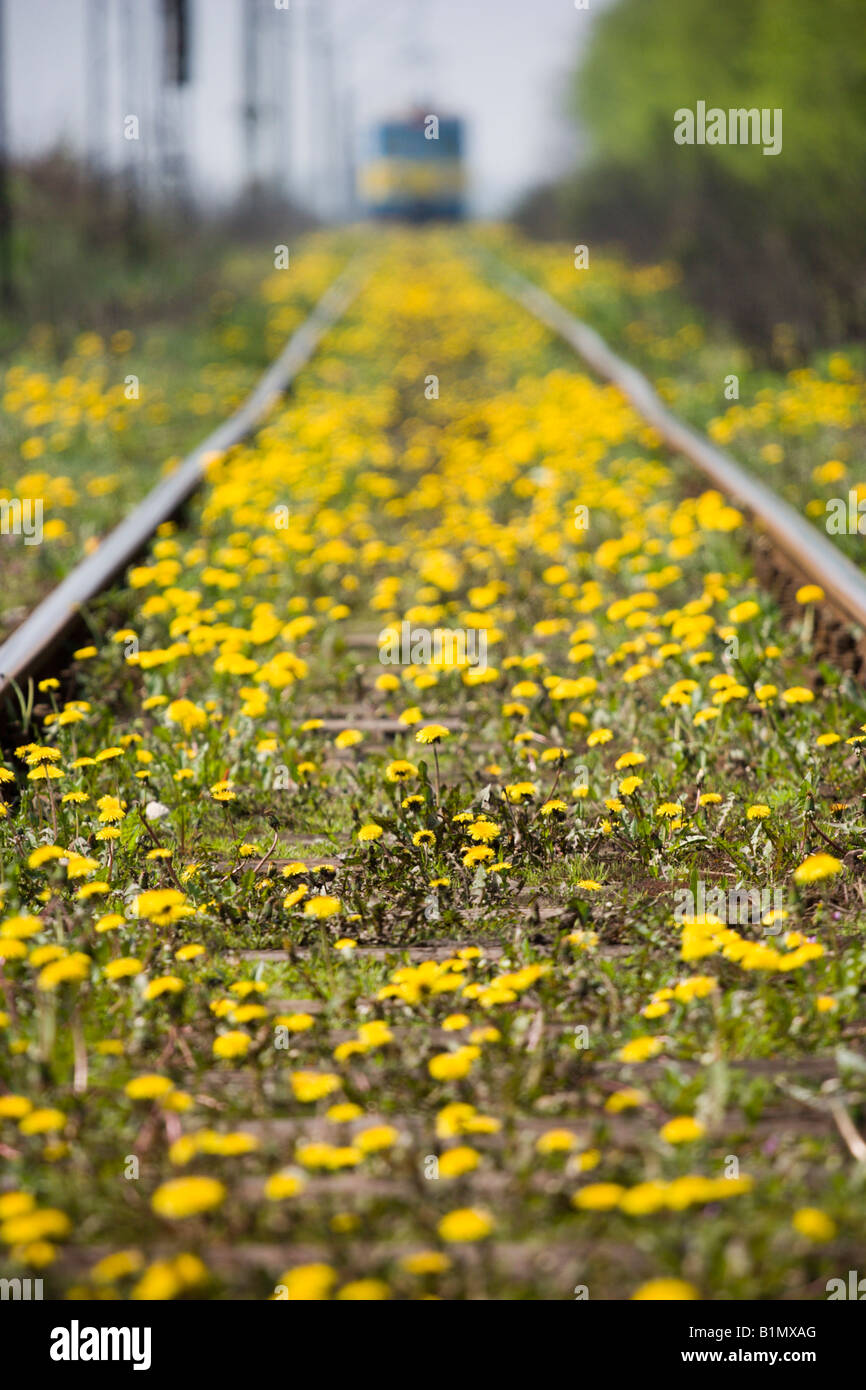 Train tracks with yellow flowers growing through, Poland Stock Photo ...