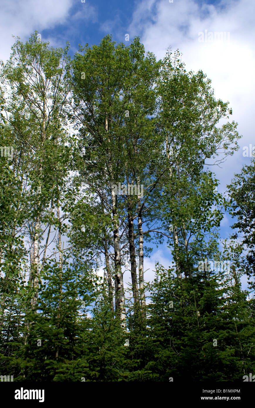 poplar trees Quebec Bonaventure River Stock Photo - Alamy