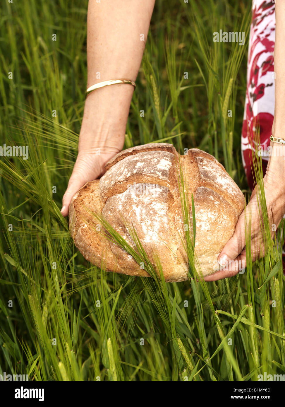 Harvest bread loaf in wheat field Stock Photo - Alamy