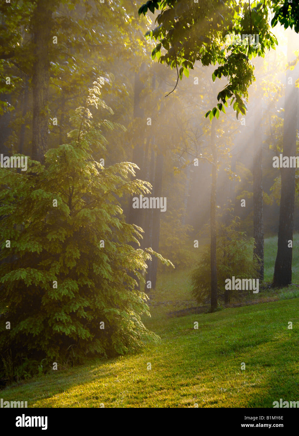 Sun Streaming Through Forest Stock Photo - Alamy