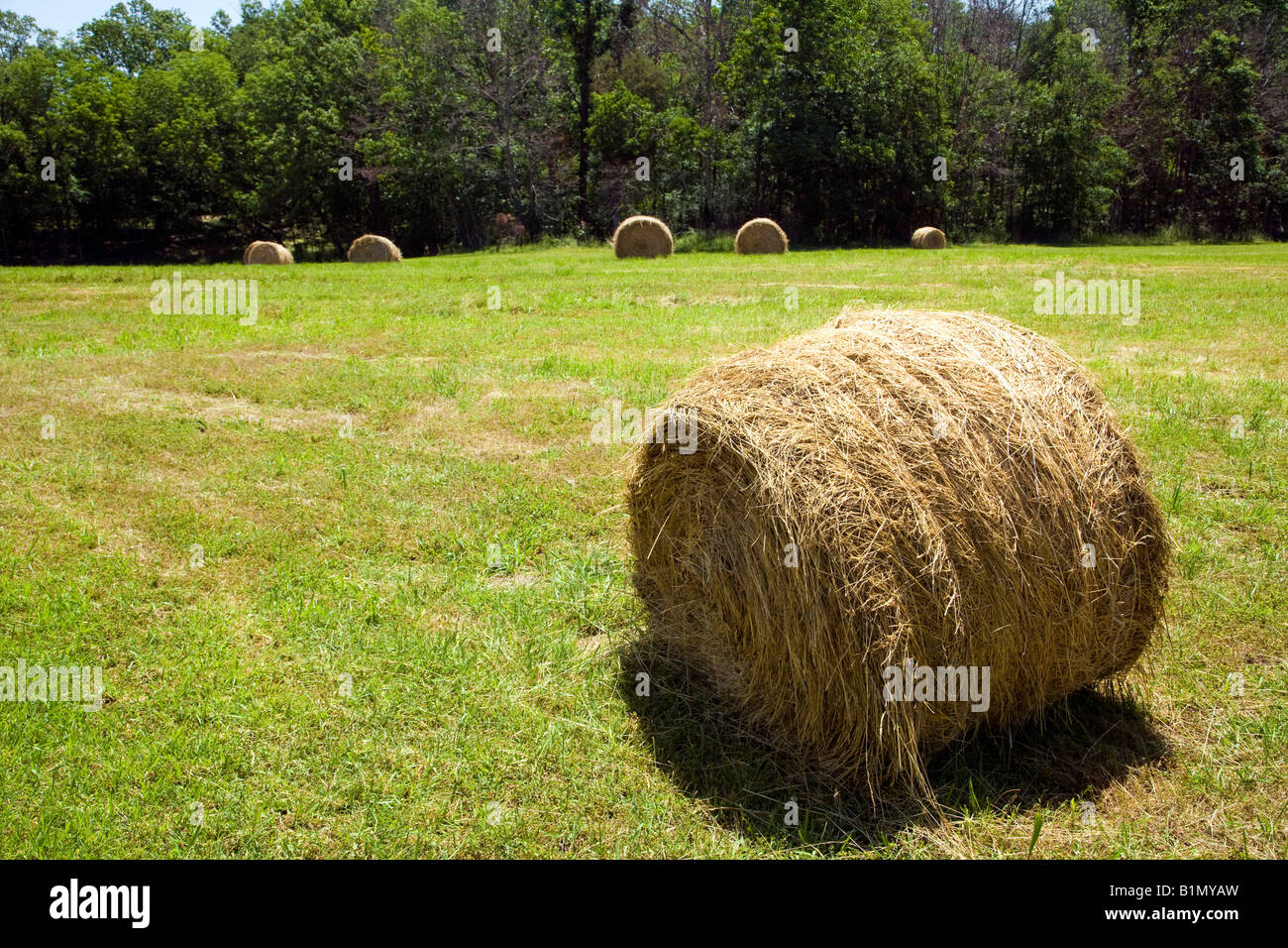 Hay bale in farm field Stock Photo - Alamy