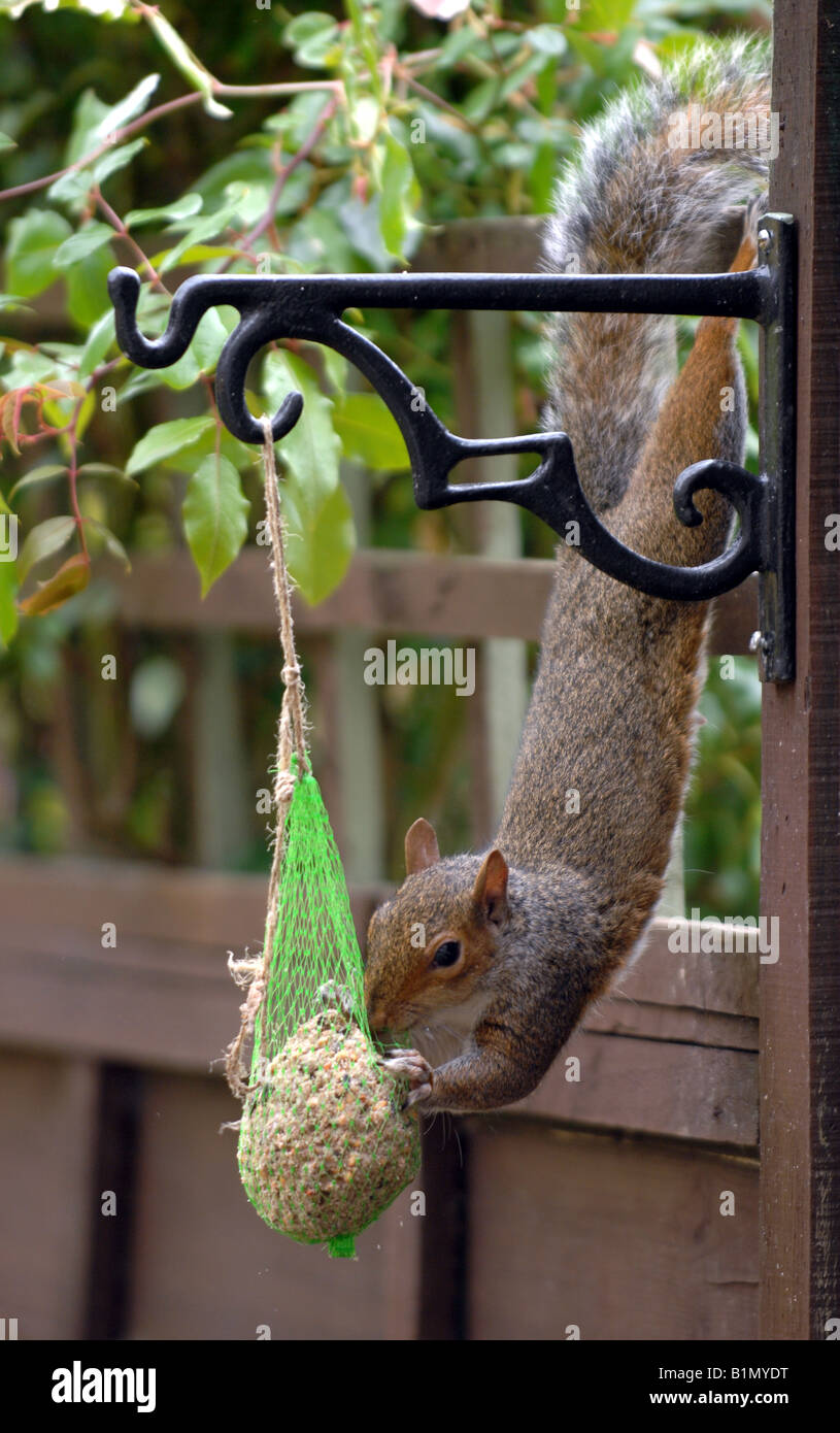 A grey squirrel steals food from a bird feeder in a garden June 2008 ...