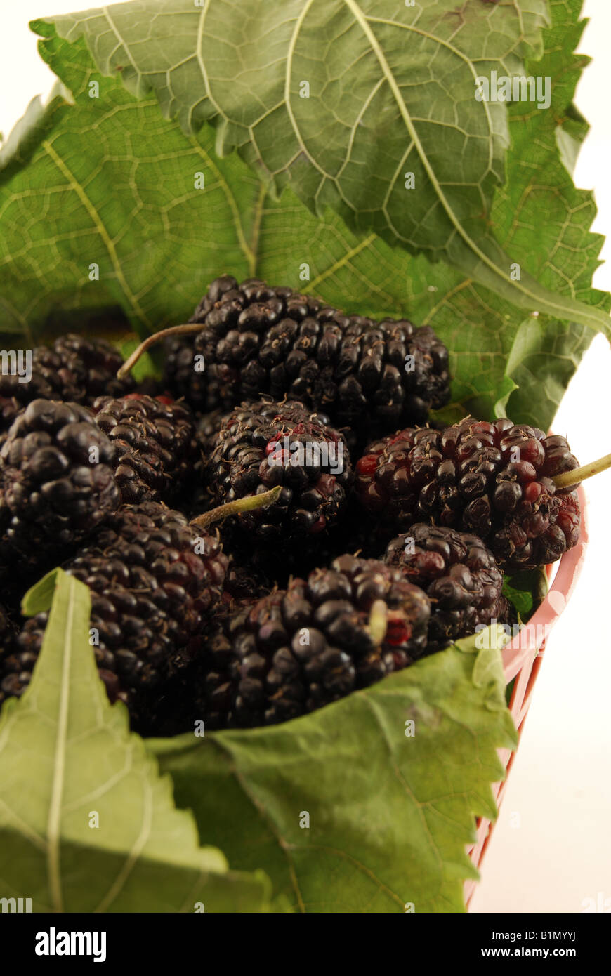 Mulberry leaf basket hi-res stock photography and images - Alamy