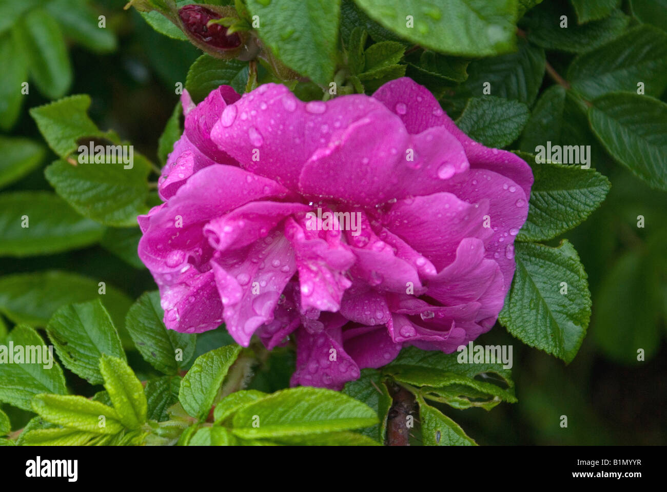 rose in rain Stock Photo - Alamy