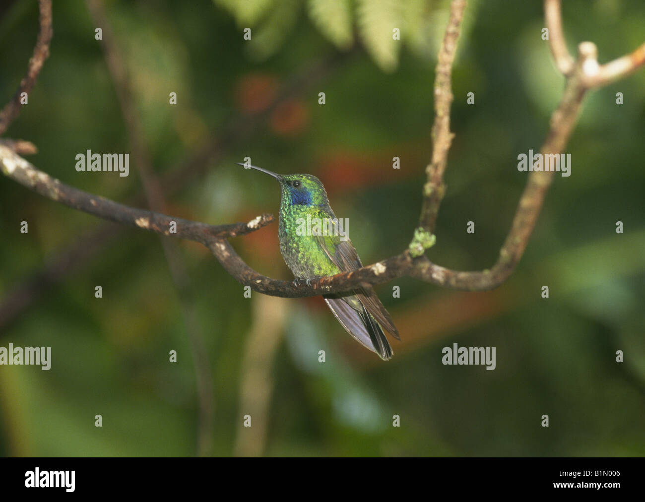 Monteverde insects hi-res stock photography and images - Alamy