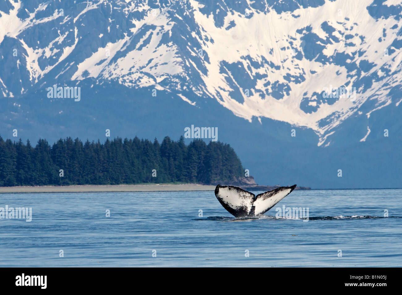 Humpback whale in Auke Bay Juneau AK Stock Photo - Alamy