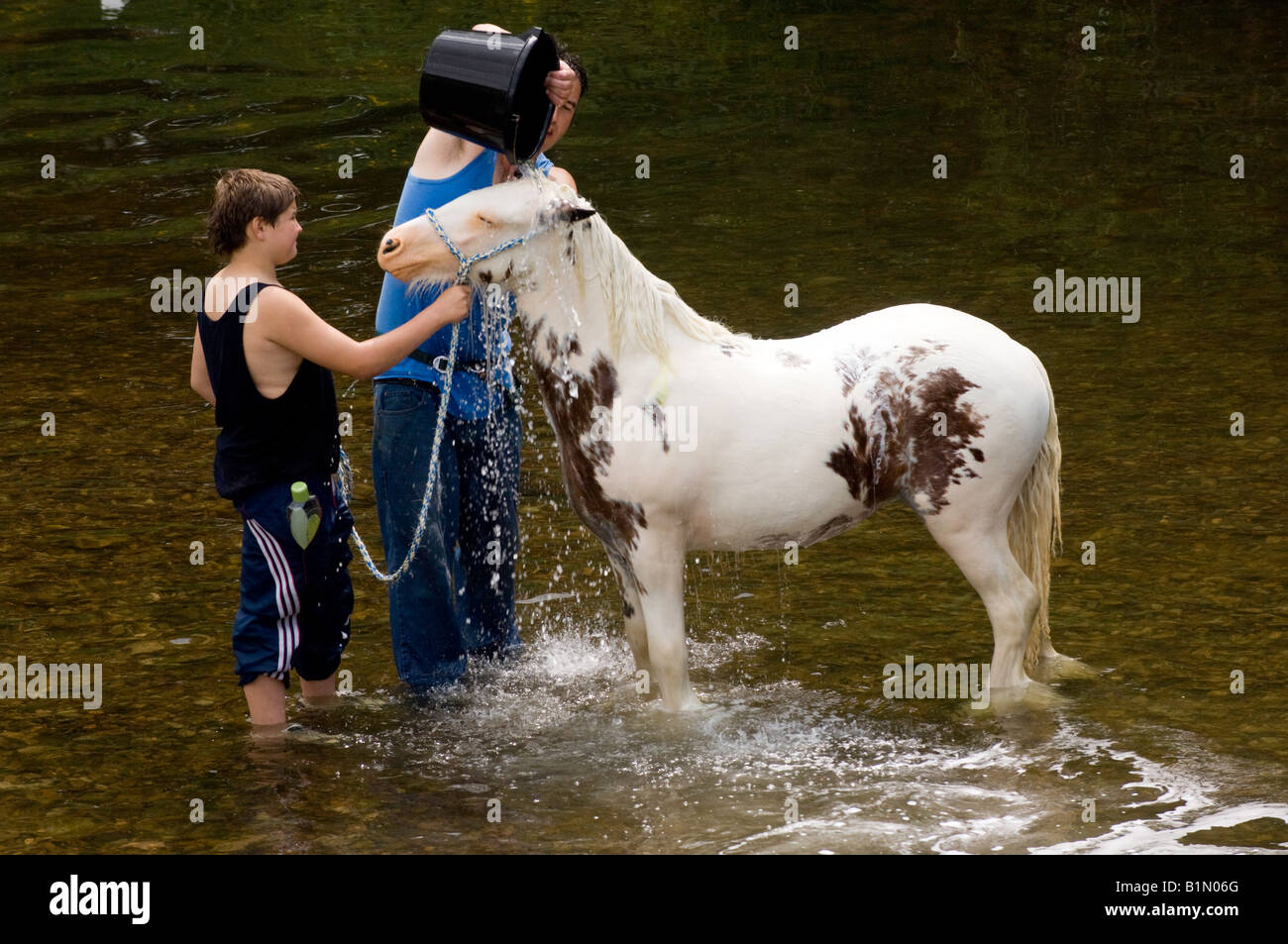 Washing horses in the River Eden at the ancient Appleby Horse Fair held ...