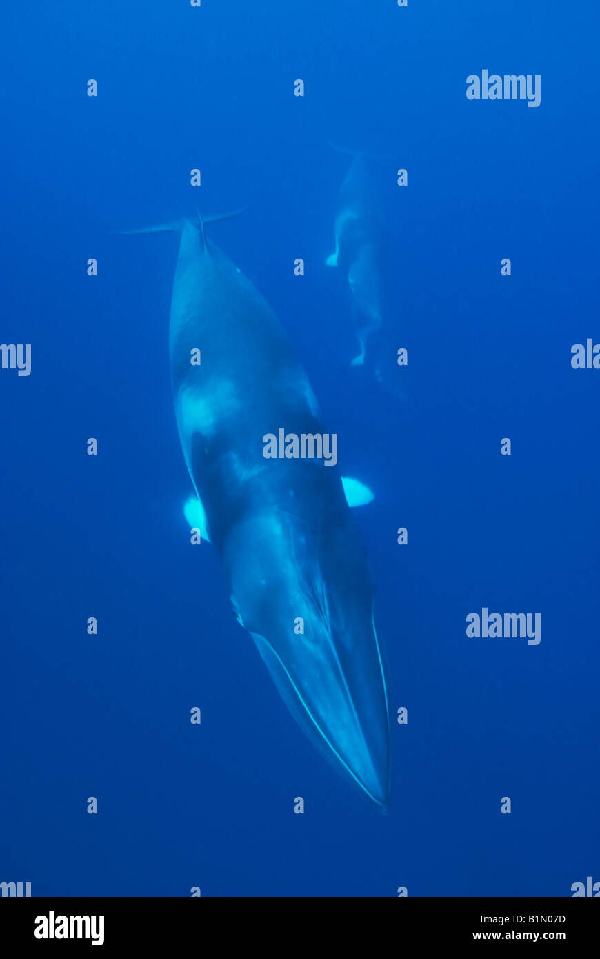 Dwarf Minke Whale (Balaenoptera acutorostrata ssp.) Great Barrier Reef ...