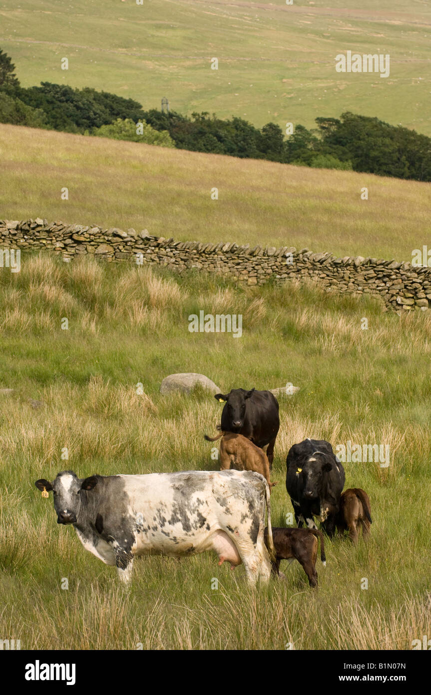 Organic beef cattle on hill farm near Shap Cumbria Stock Photo - Alamy