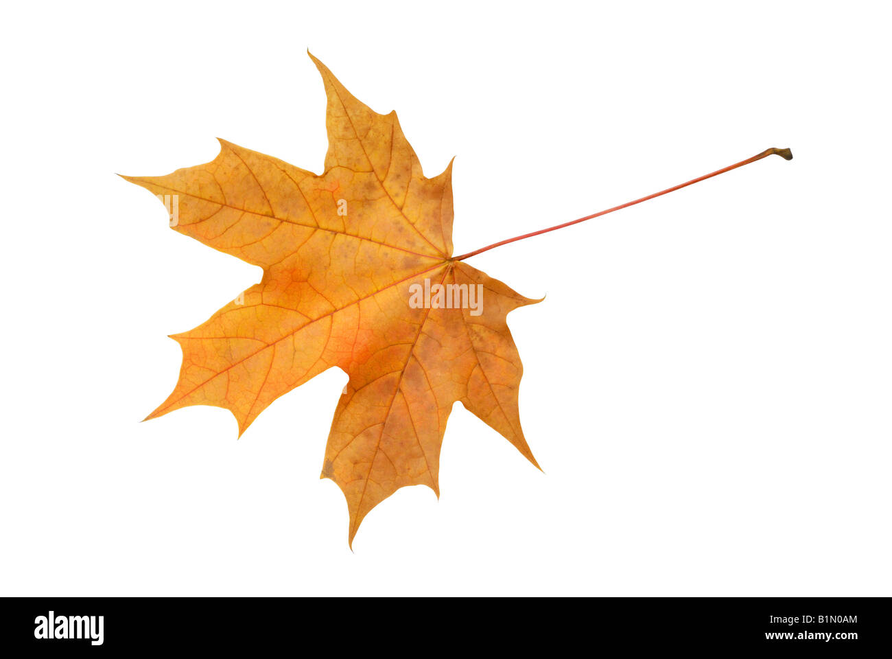 Autumn leaf isolated on white Stock Photo - Alamy