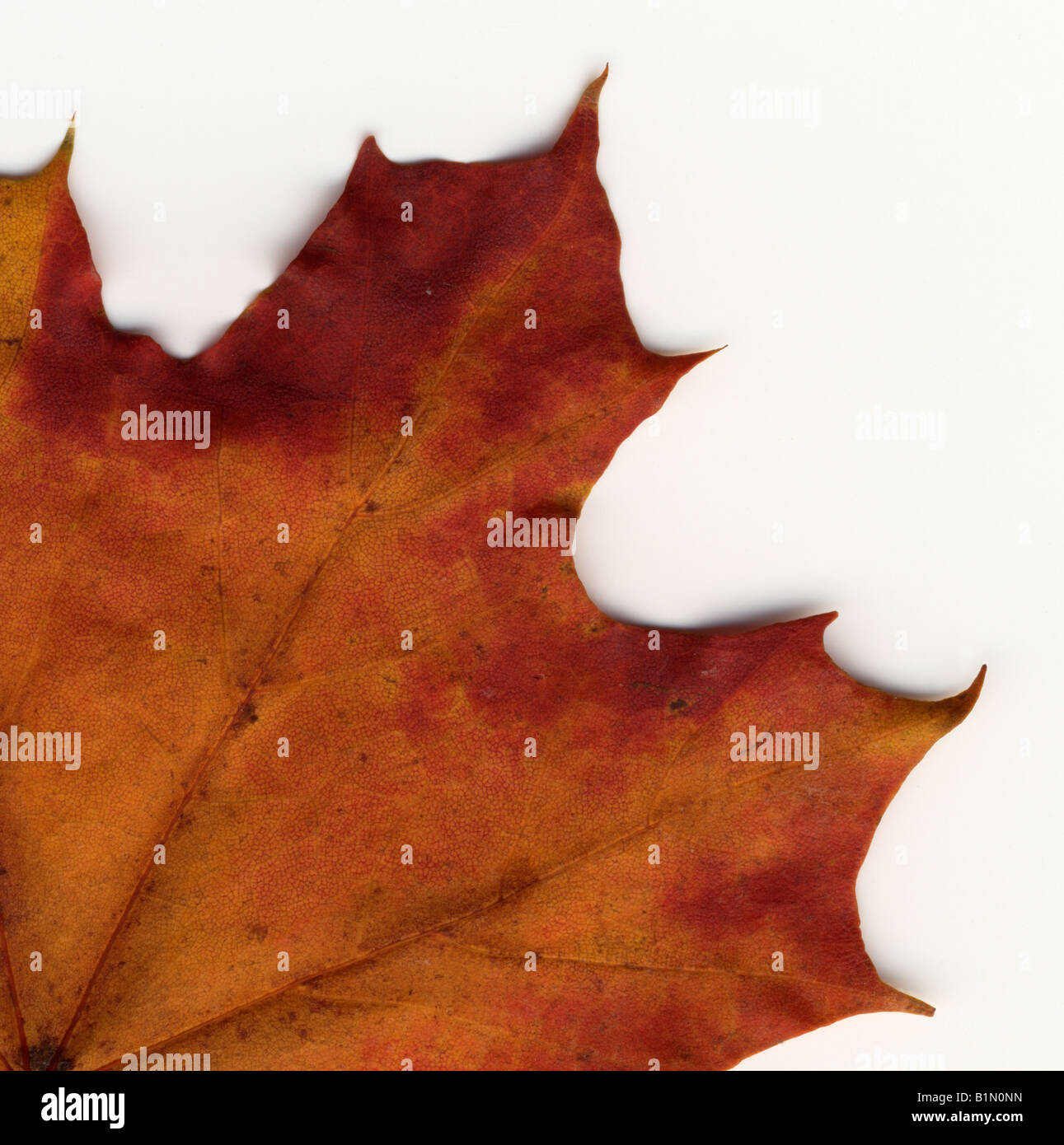 autumnal colored maple leaf detail Stock Photo - Alamy