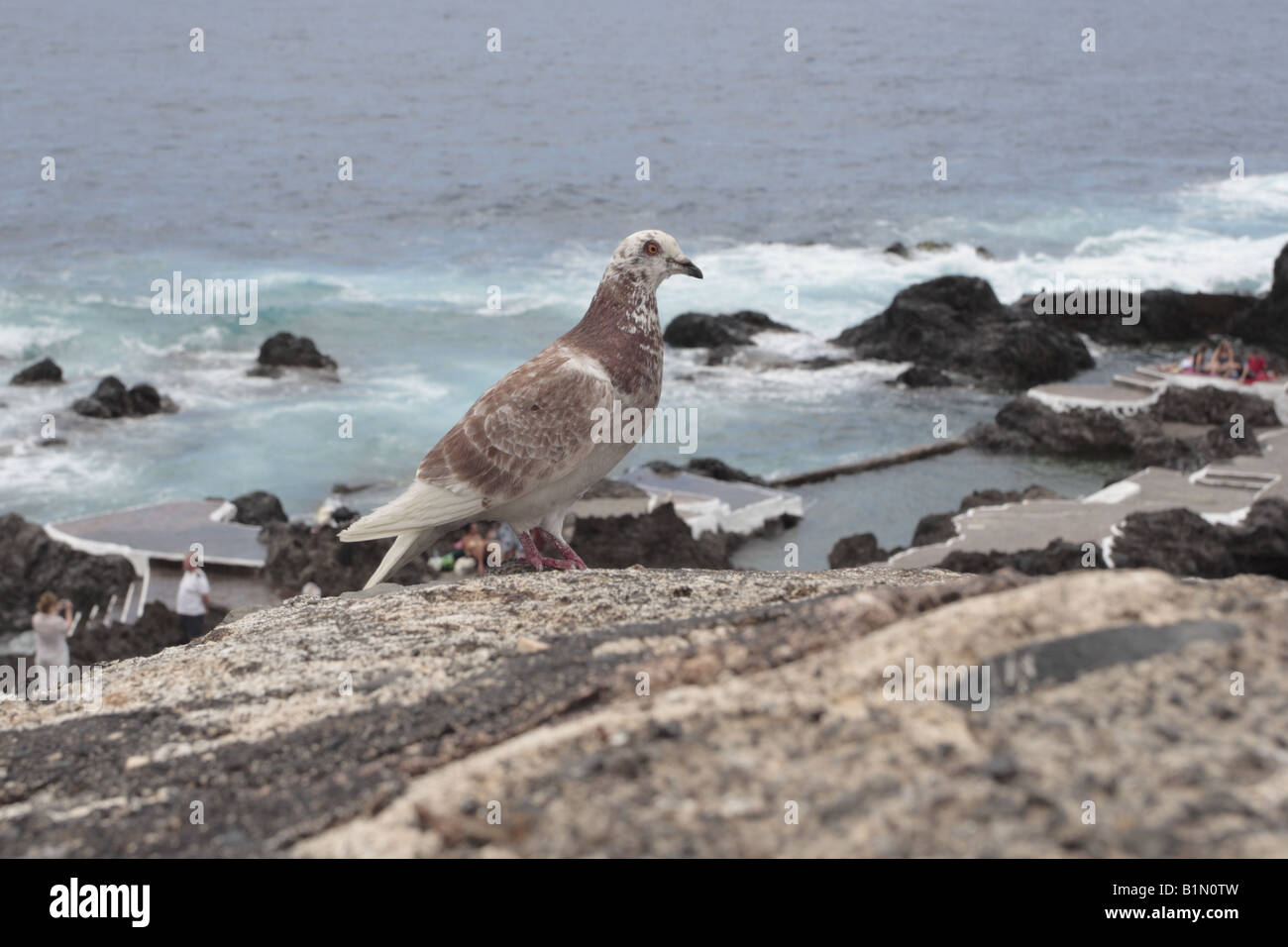 Brown speckled Dove by the sea at Garachico Tenerife Canary Islands ...