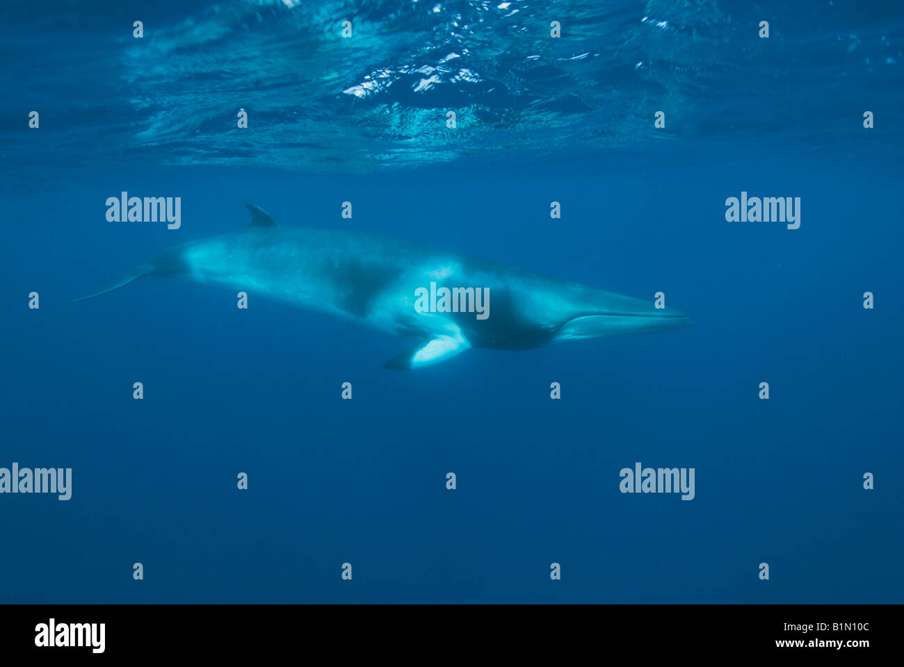 Dwarf Minke Whale (Balaenoptera acutorostrata ssp.) Great Barrier Reef ...