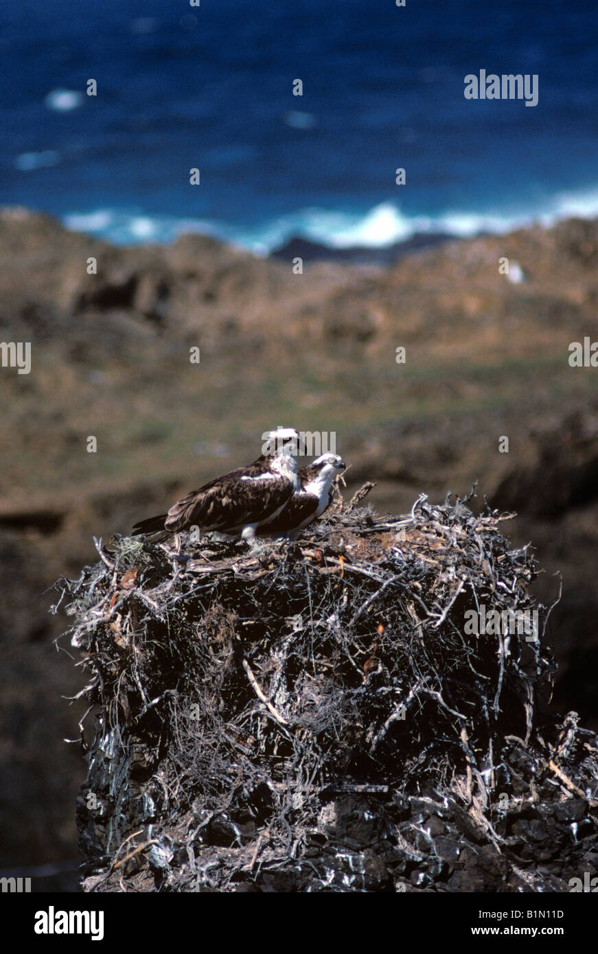 Two adult Ospreys on nest Stock Photo - Alamy
