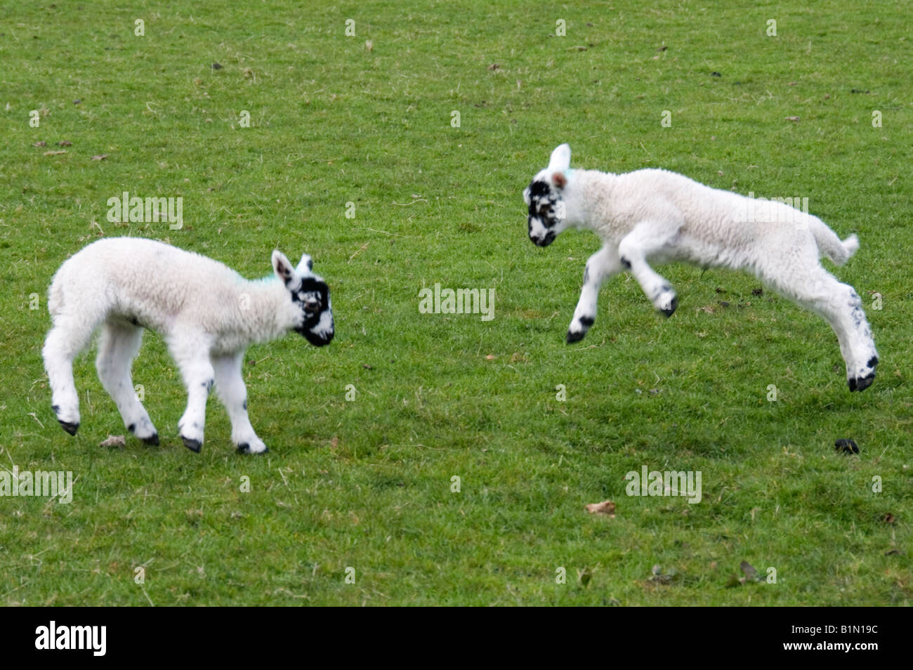 Gamboling lambs hi-res stock photography and images - Alamy