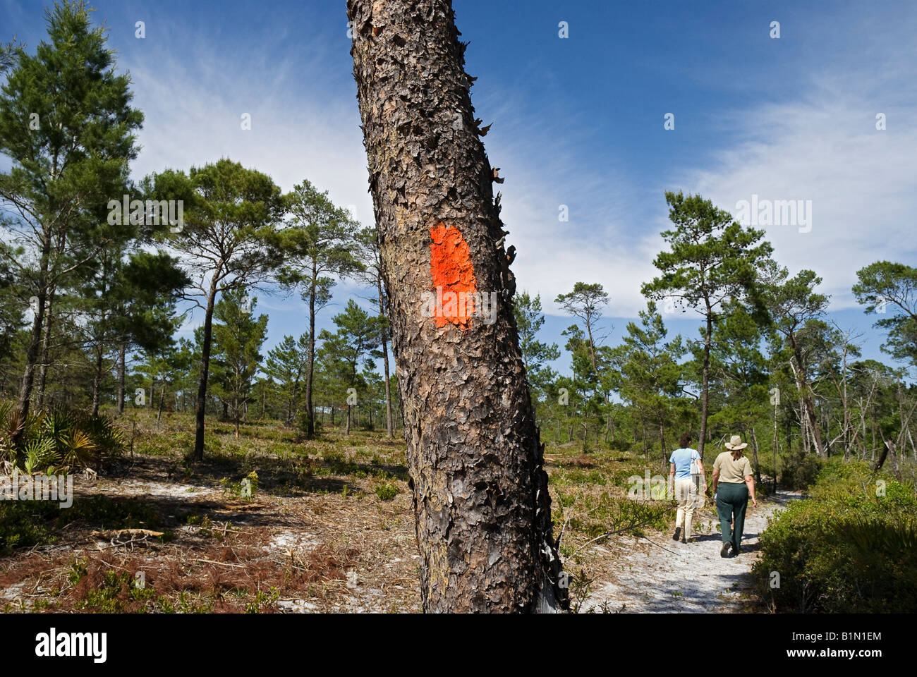 High Bluff Coastal Hiking Trail at Tate s Hell State Forest North ...