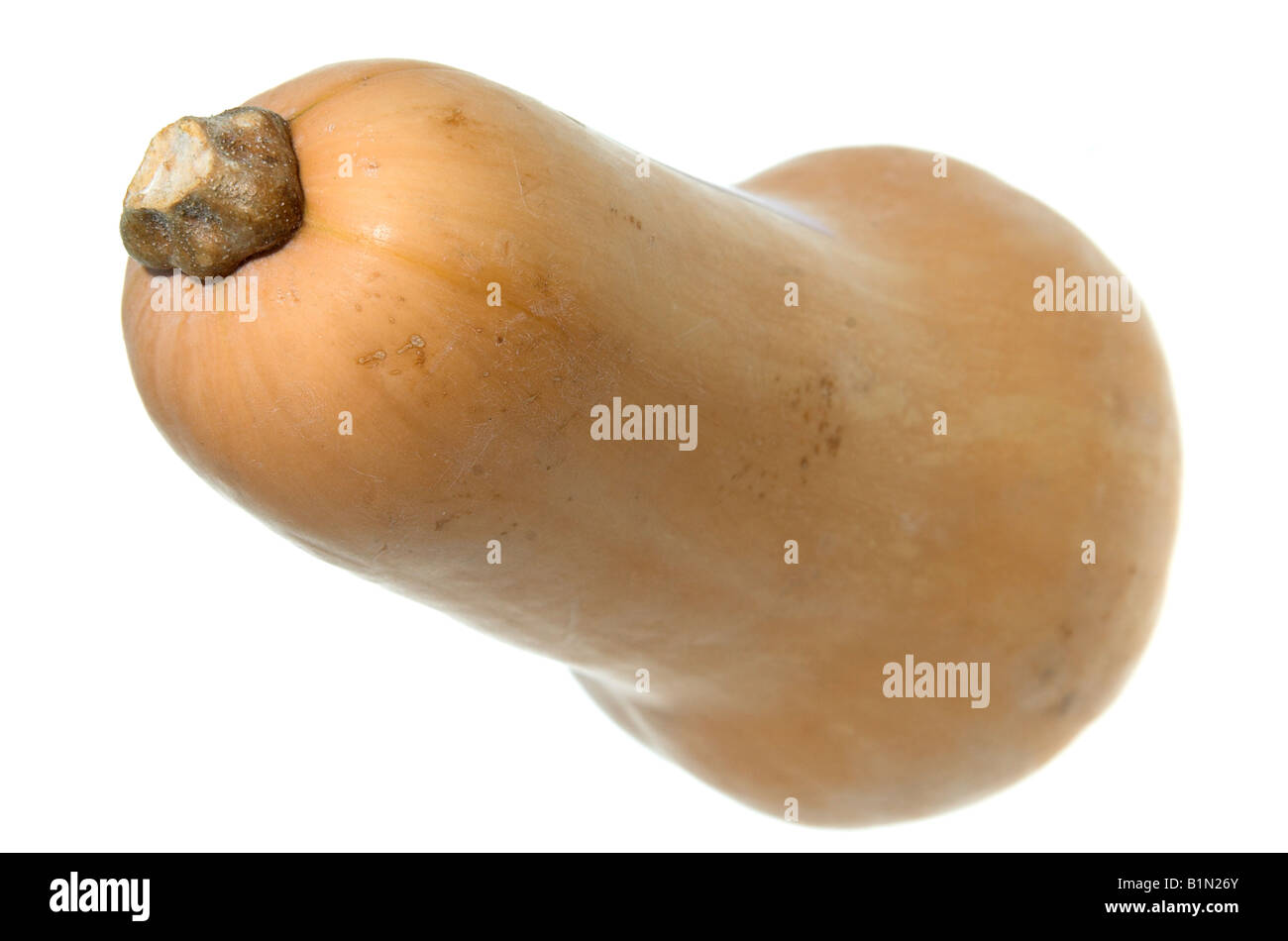 still life of butternut squash Stock Photo - Alamy