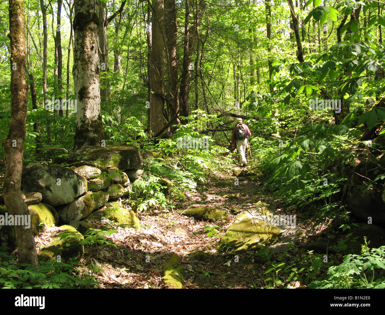 Off trail hiking in the Great Smoky Mountains National Park Stock Photo ...