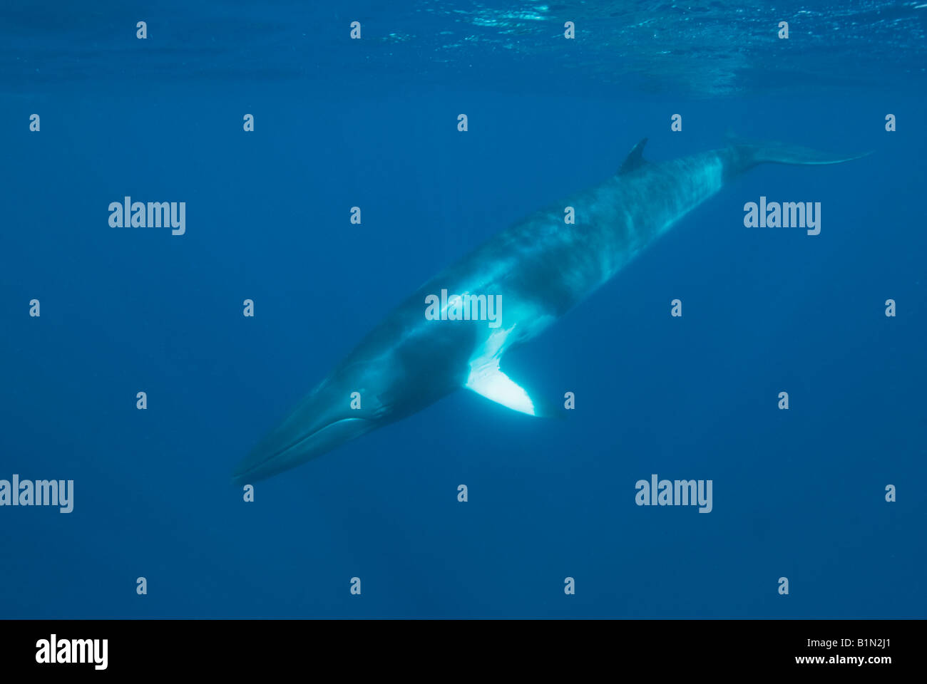 Dwarf Minke Whale (Balaenoptera acutorostrata ssp.) Great Barrier Reef ...