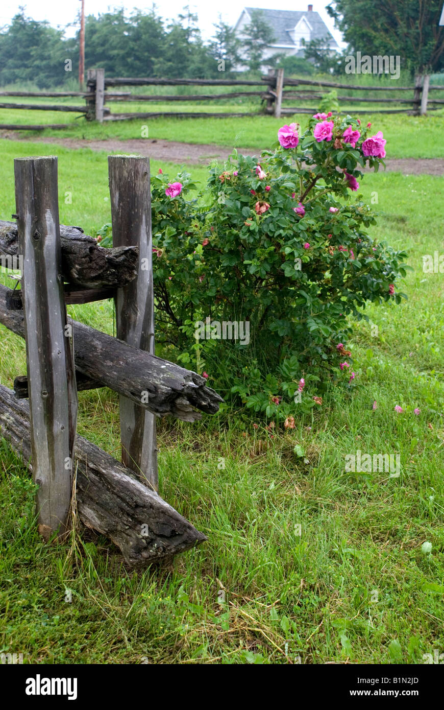 fence post and roses Stock Photo - Alamy