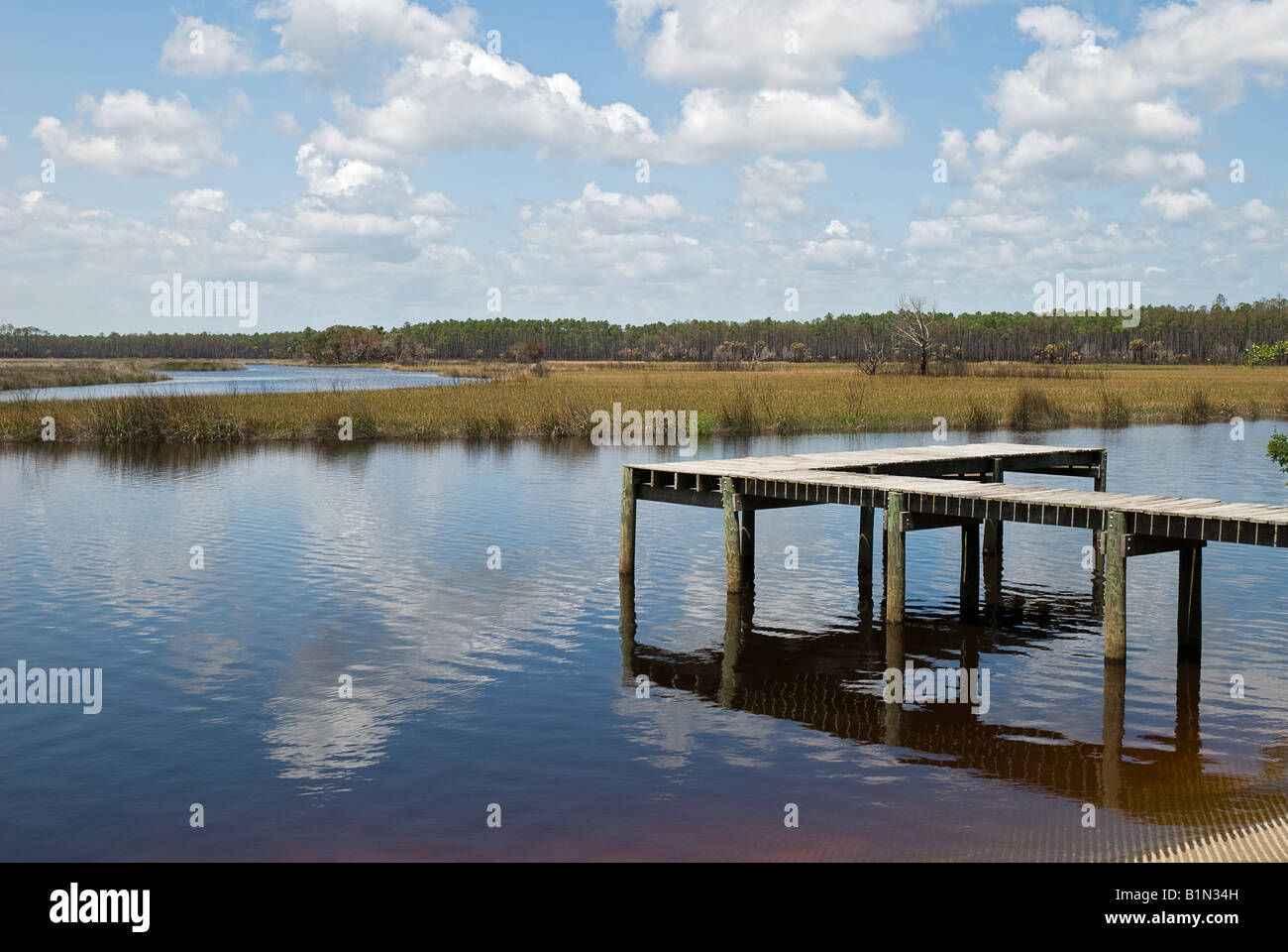 estuarine area of Tates Hell State Forest North Florida Cash Creek day ...