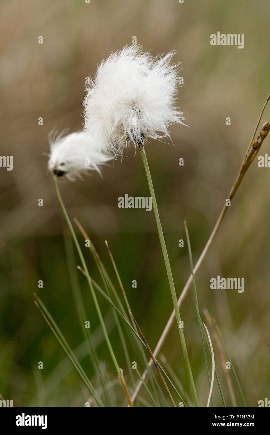 Hare s Tail Cotton Grass Eriophorum vaginatum flowering on moorland in ...