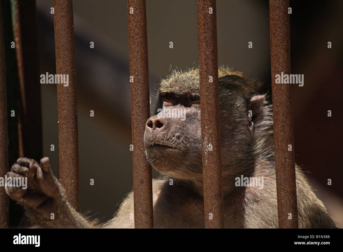 A captive baboon in a zoo Stock Photo - Alamy