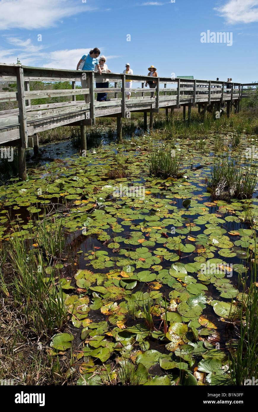 visitors looking at water lilys from boardwalk at Tates Hell State ...