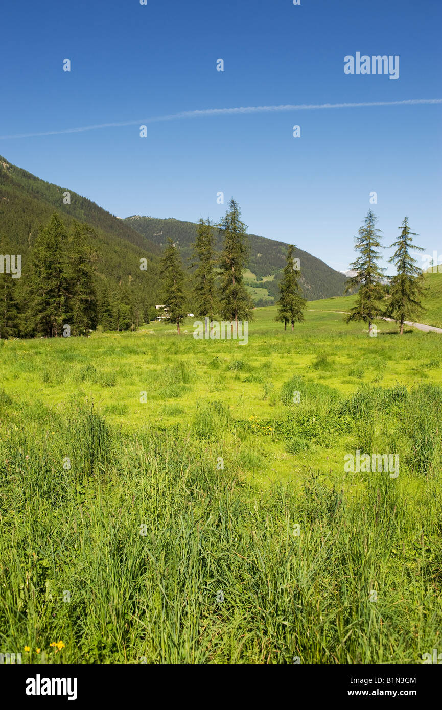alpine meadow in the Vanoise National Park France Stock Photo - Alamy