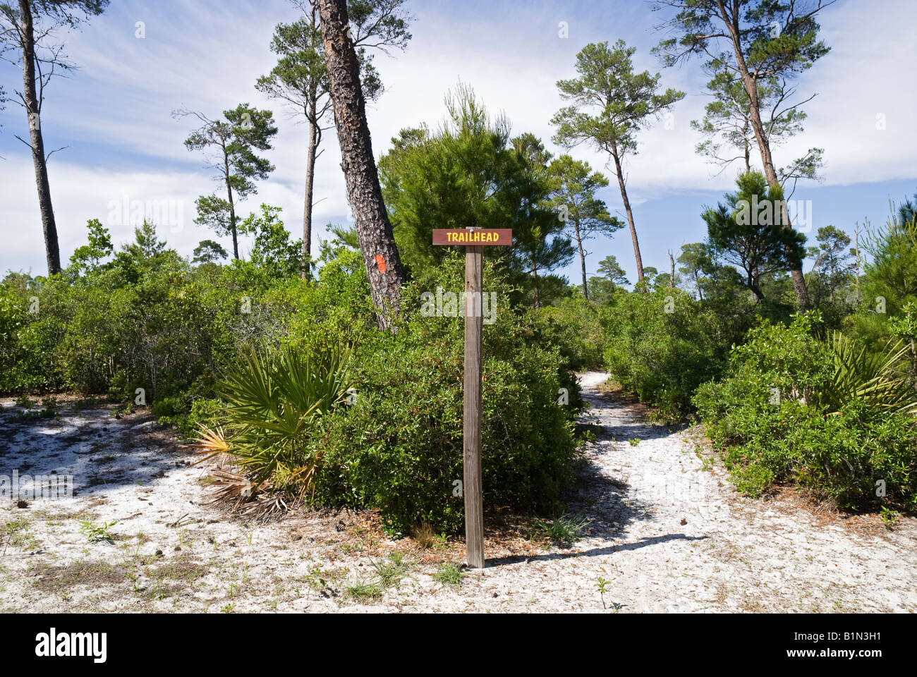 High Bluff Coastal Hiking Trail at Tates Hell State Forest North ...