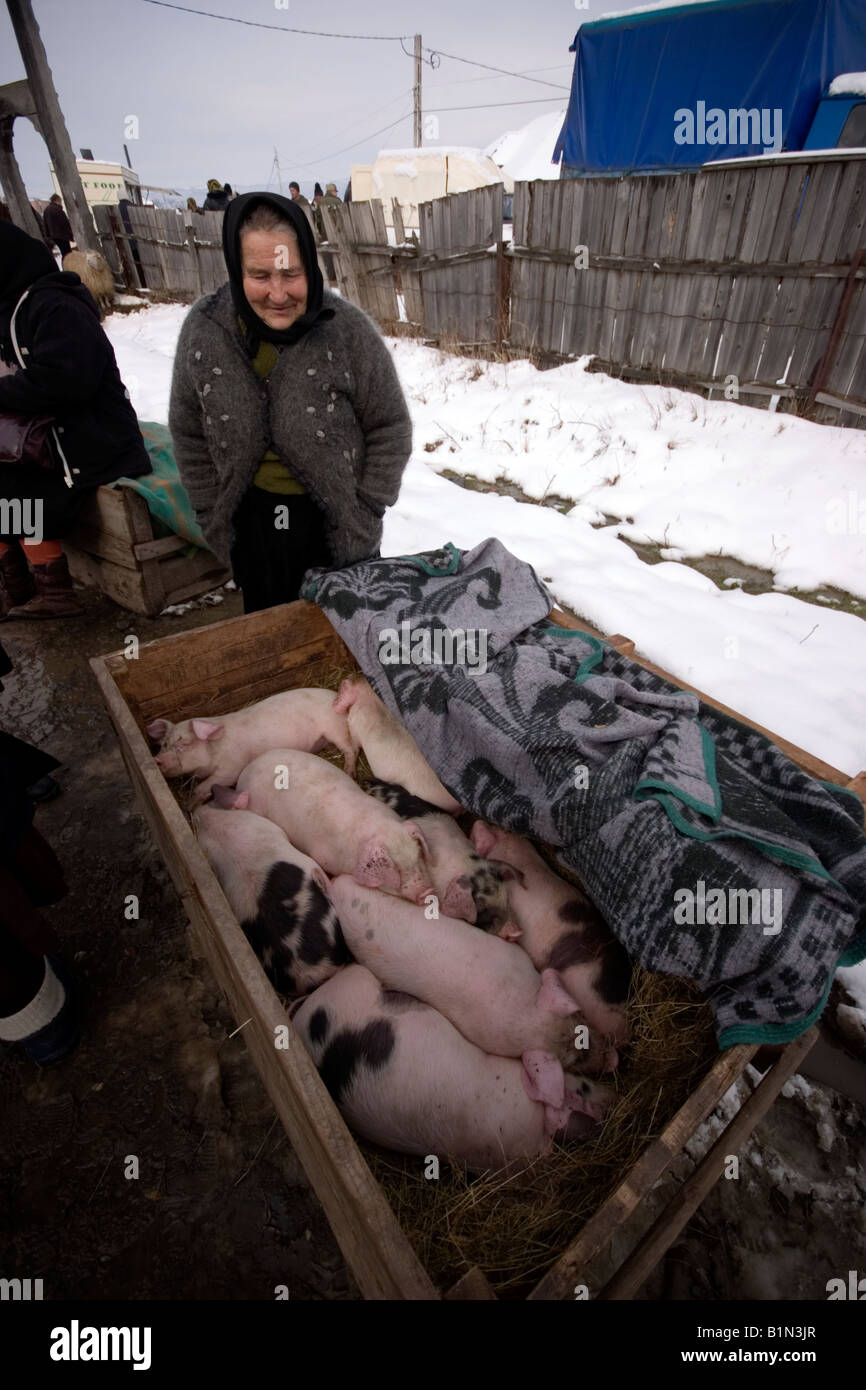 Pig romania hi-res stock photography and images - Alamy