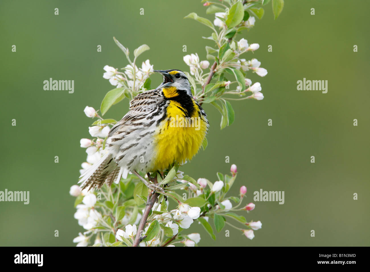 Meadowlarks hi-res stock photography and images - Alamy