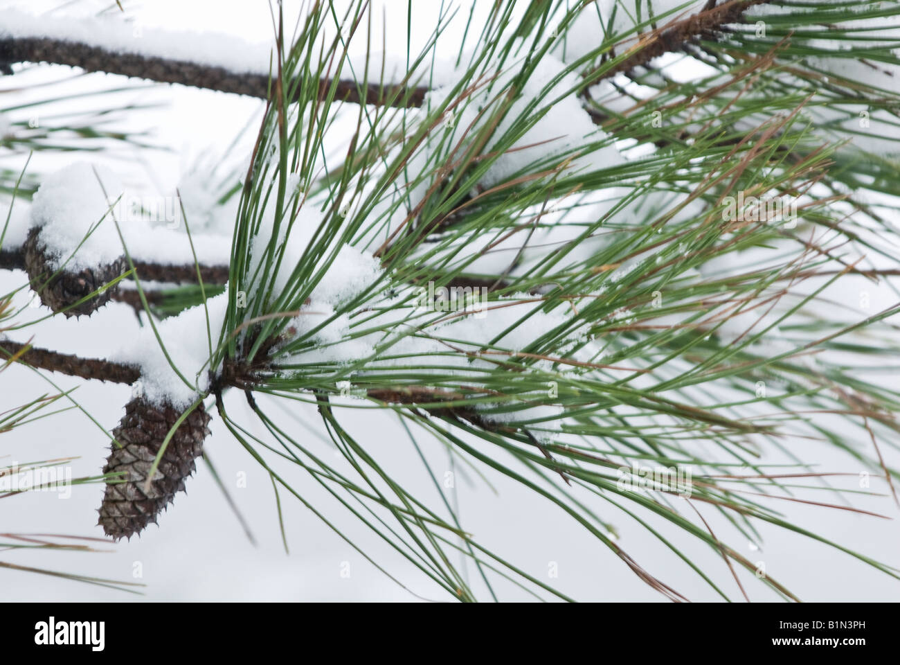 Winter snow covering pine trees in Little Rock Arkansas Stock Photo - Alamy