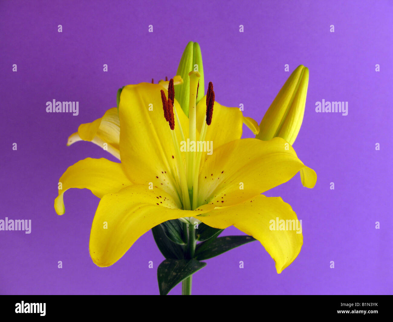 lilium flower close up, Azucena Stock Photo - Alamy