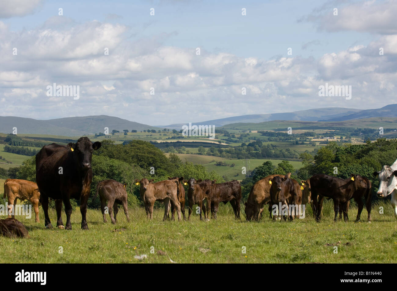 Organic beef cattle on hill farm near Shap Cumbria Stock Photo - Alamy