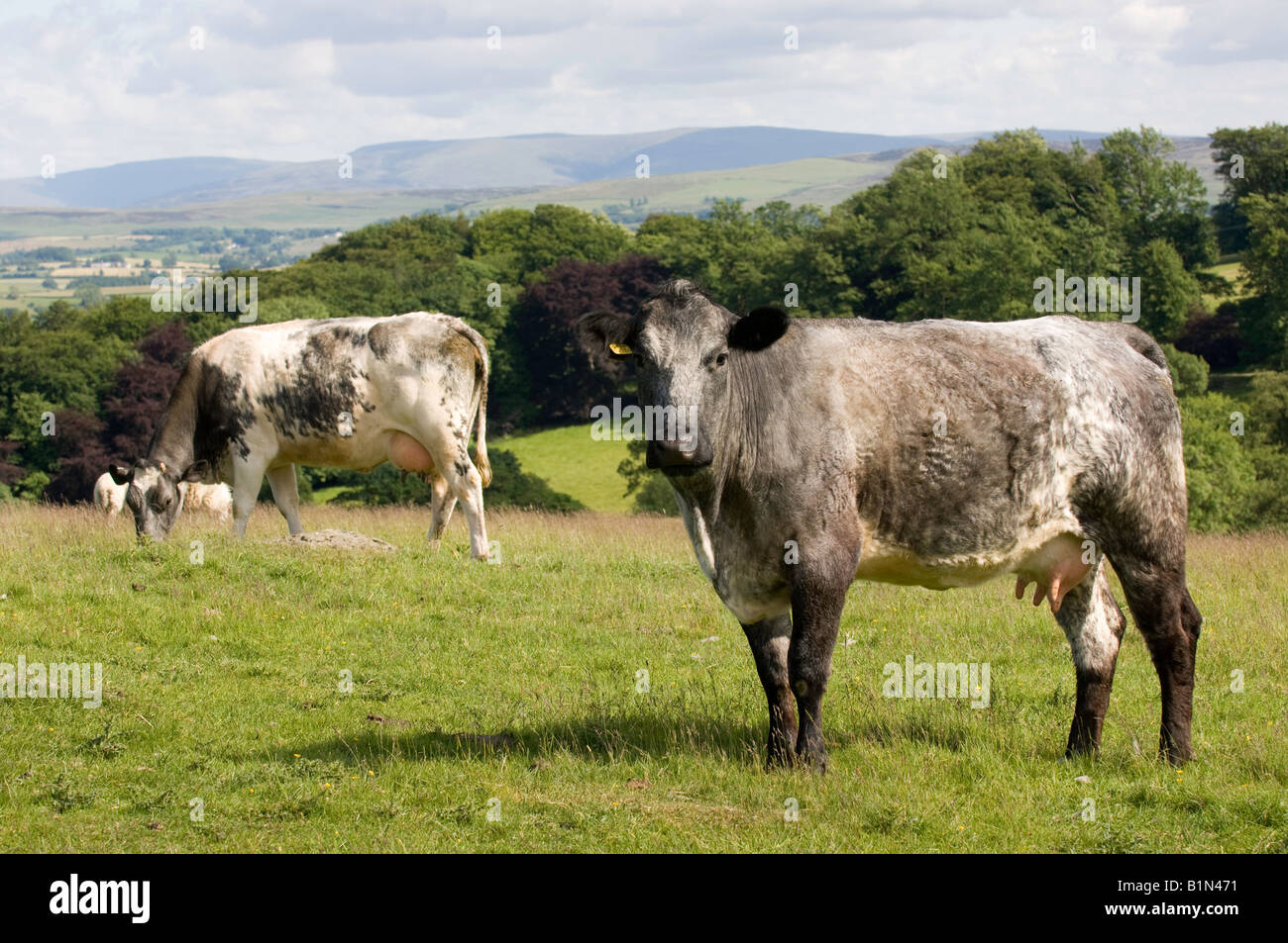 Organic beef cattle on hill farm near Shap Cumbria Stock Photo - Alamy