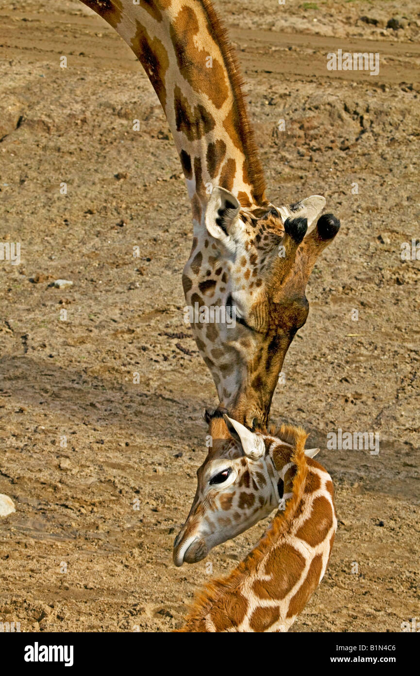 Giraffe mother and baby hi-res stock photography and images - Alamy