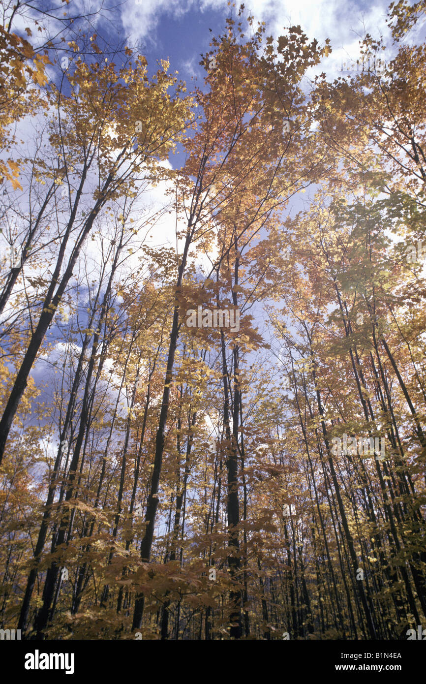 Upward view of tall thin leafless trees in the cold winter sky Canadian ...