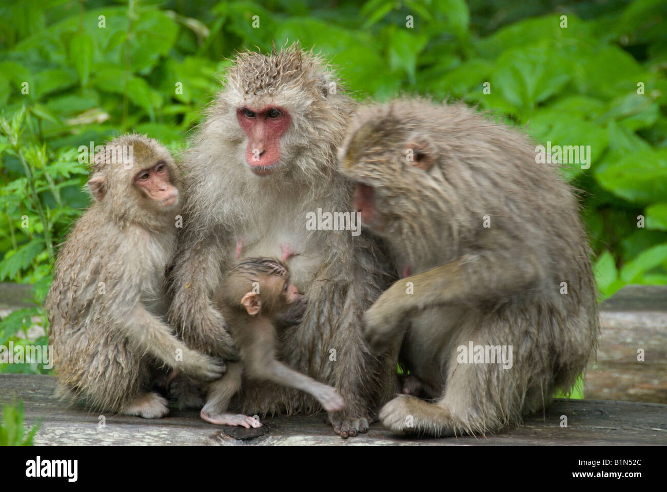 A family of Japanese Macaques huddle together in the rain, Kamikochi ...