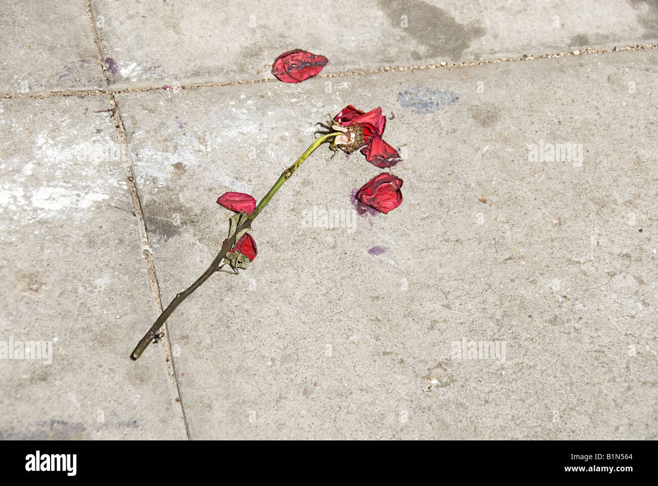 Long Stem Rose lays on the Sidewalk Broken and Crushed Stock Photo - Alamy