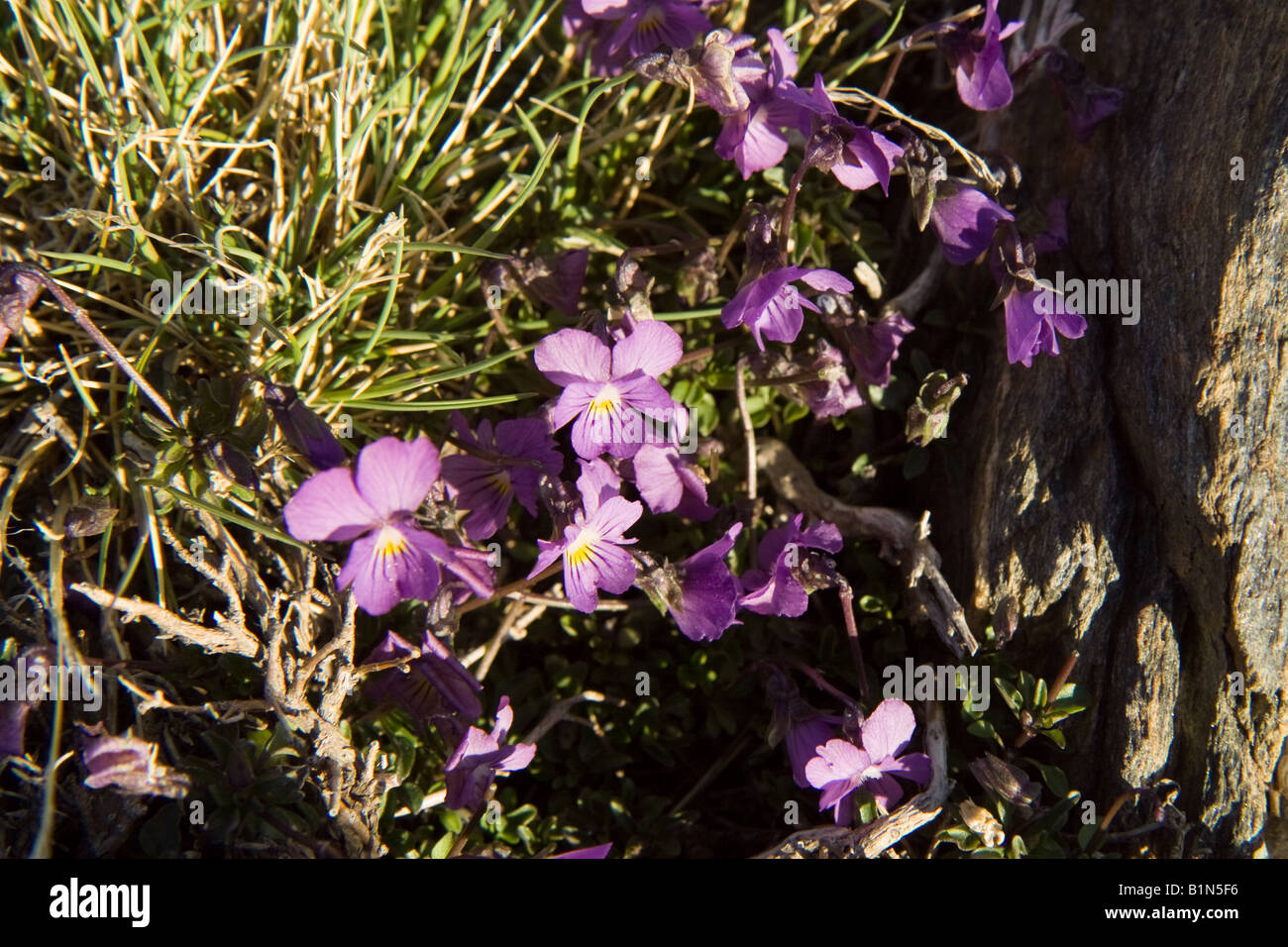 A Viola crassiuscula, rare endemic plant of Sierra Nevada, Spain Stock ...