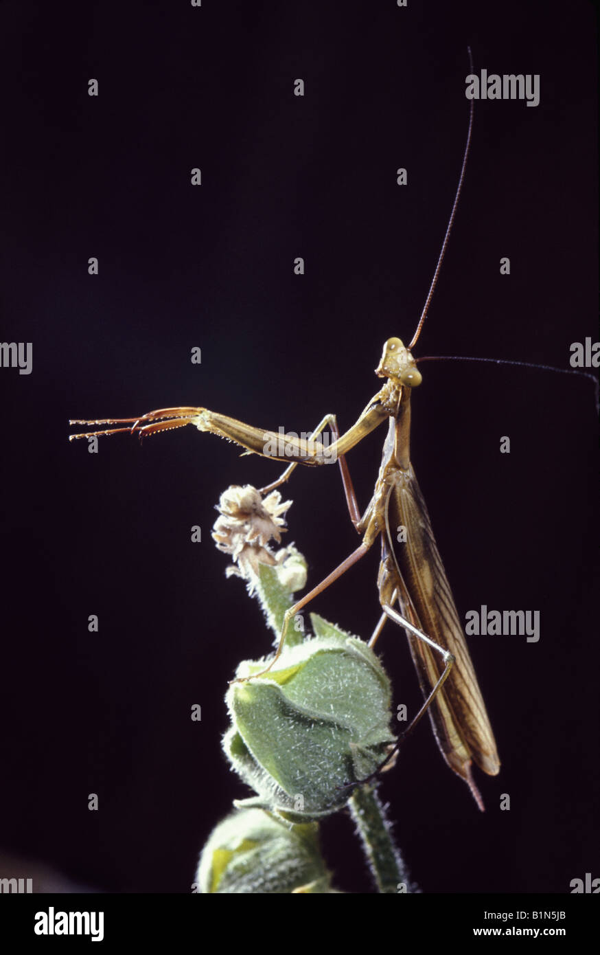 Close up photos of Praying Mantis Stock Photo - Alamy